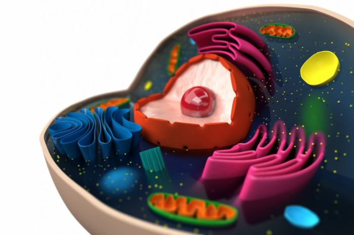 Timeline of early eukaryotic evolution – UBC